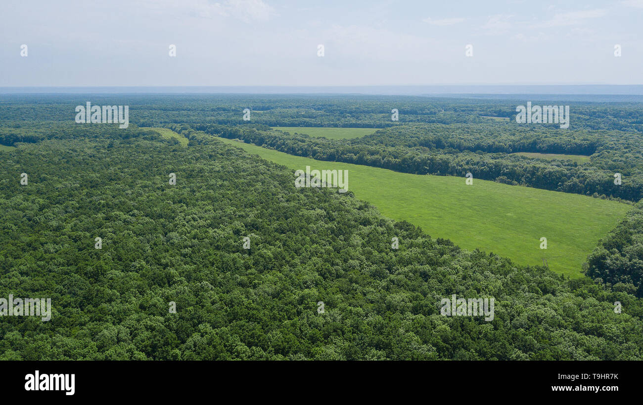 Field of summer grass and forest Stock Photo - Alamy