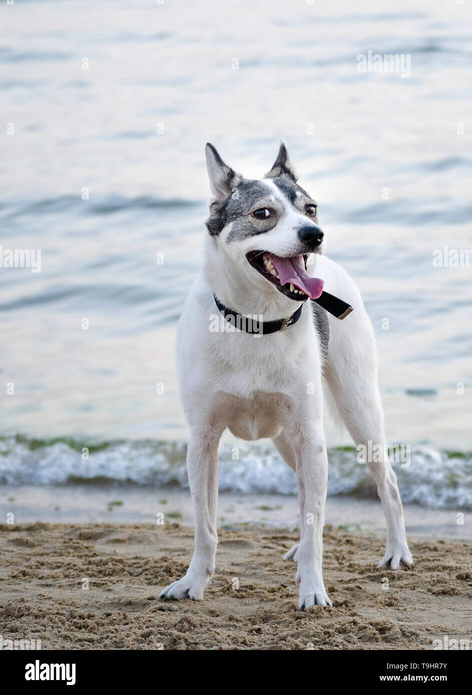 dog without breed white and grey colors on the beach with a mischievous ...