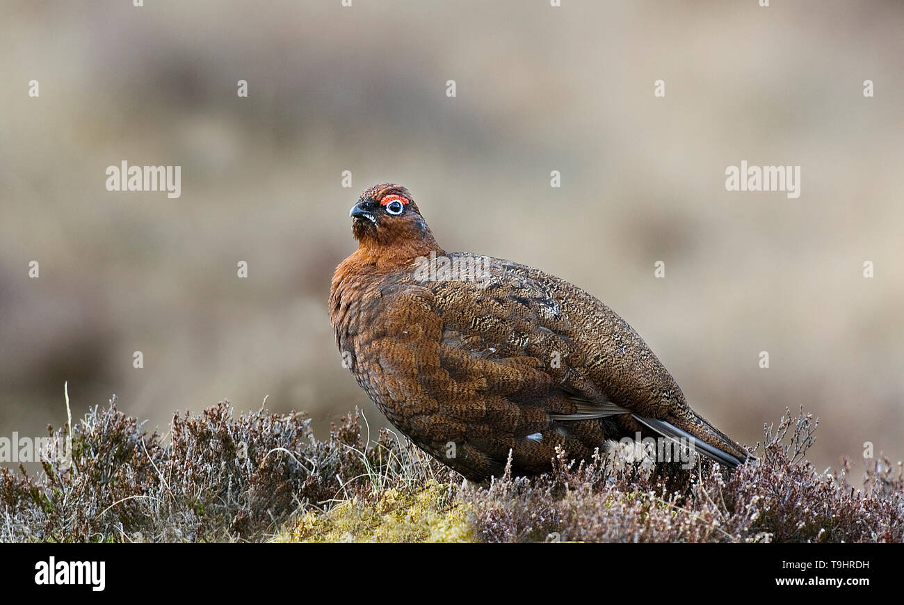Grouse photograph hi-res stock photography and images - Alamy
