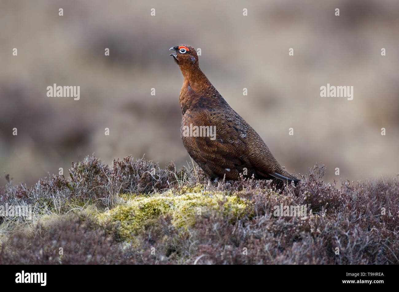 Red grouse, Braemar, Scotland Stock Photo - Alamy