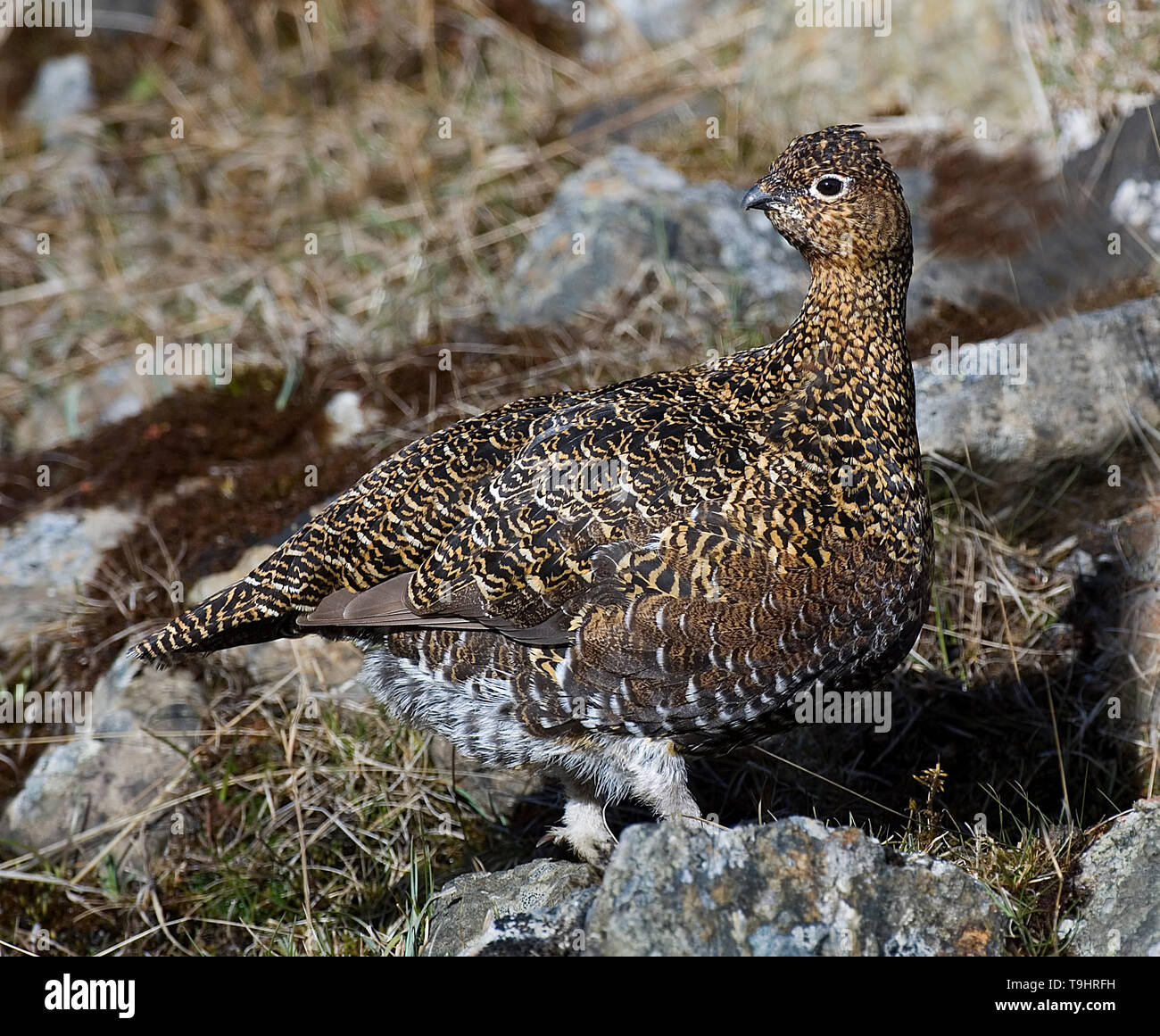 Red grouse, Braemar, Scotland Stock Photo - Alamy