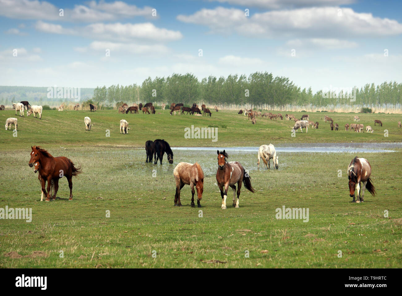 Pasture of horses hi-res stock photography and images - Alamy