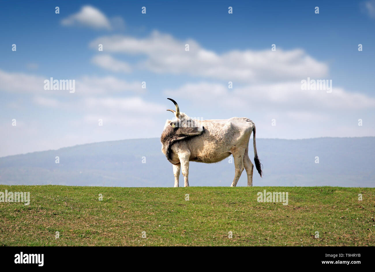Serbian podolian hi-res stock photography and images - Alamy
