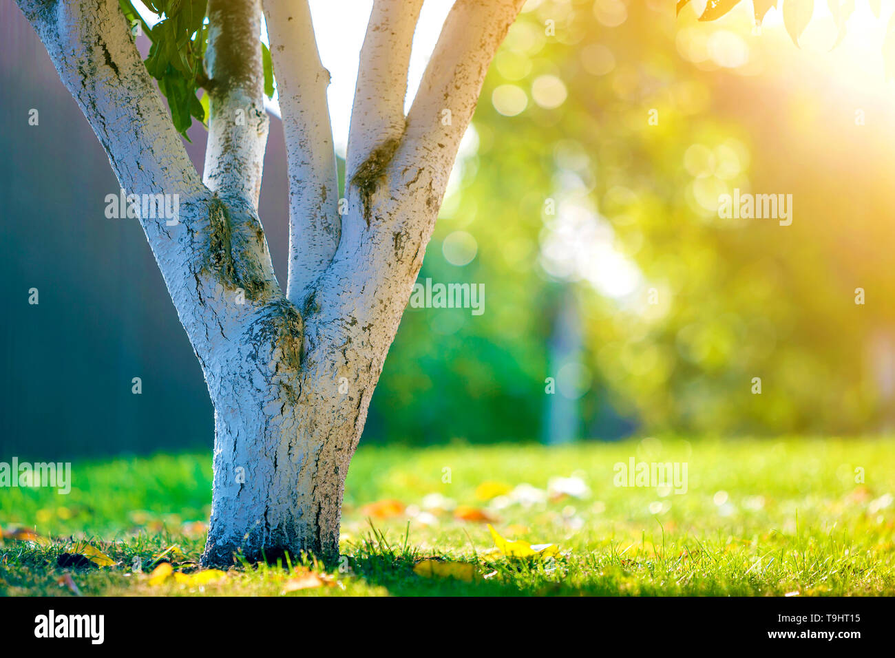 Whitewashed bark of tree growing in sunny orchard garden on blurred ...