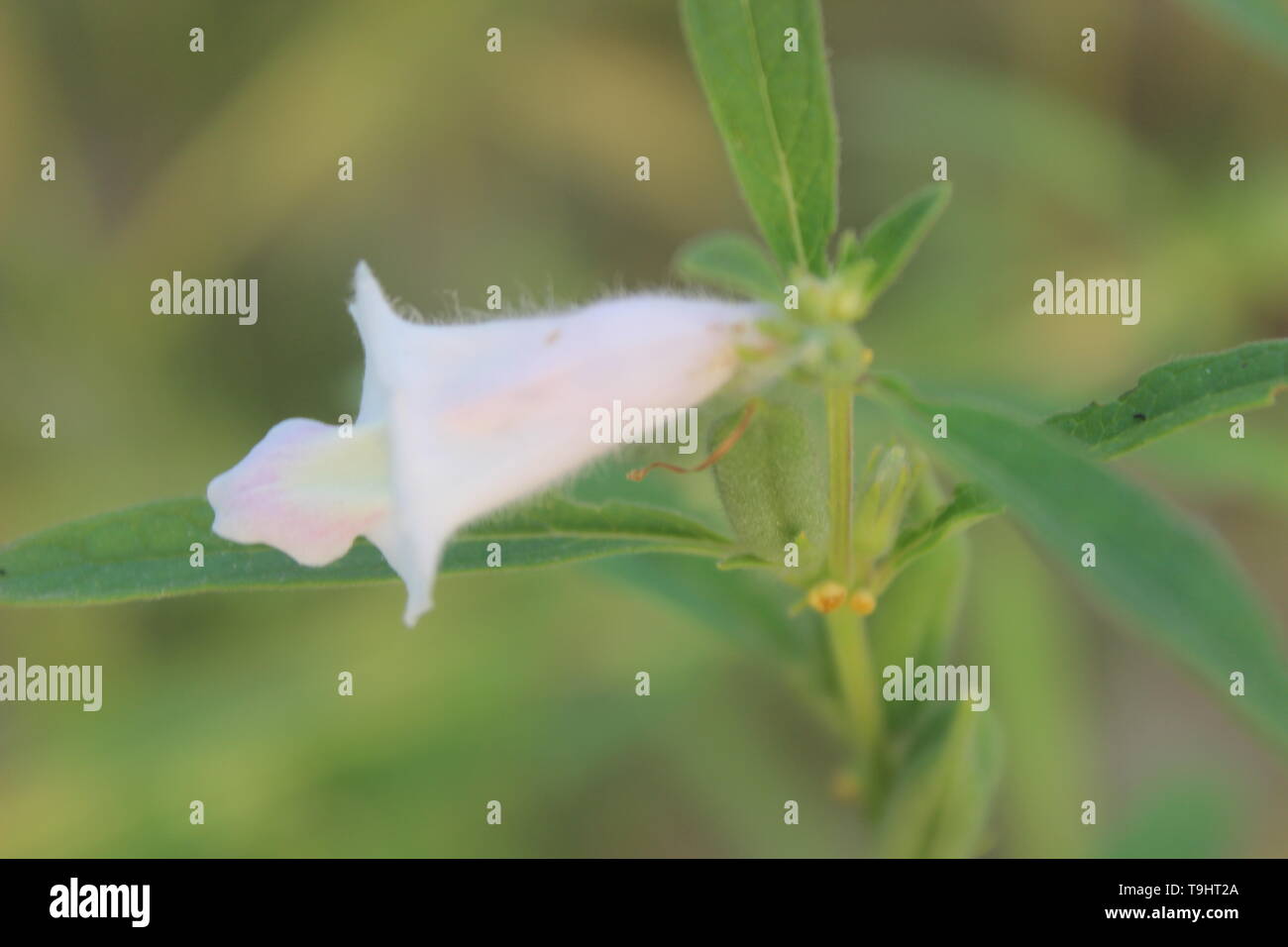 creeper awesome photo Stock Photo - Alamy
