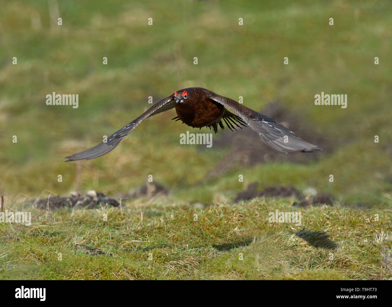 Flying red grouse hi-res stock photography and images - Alamy