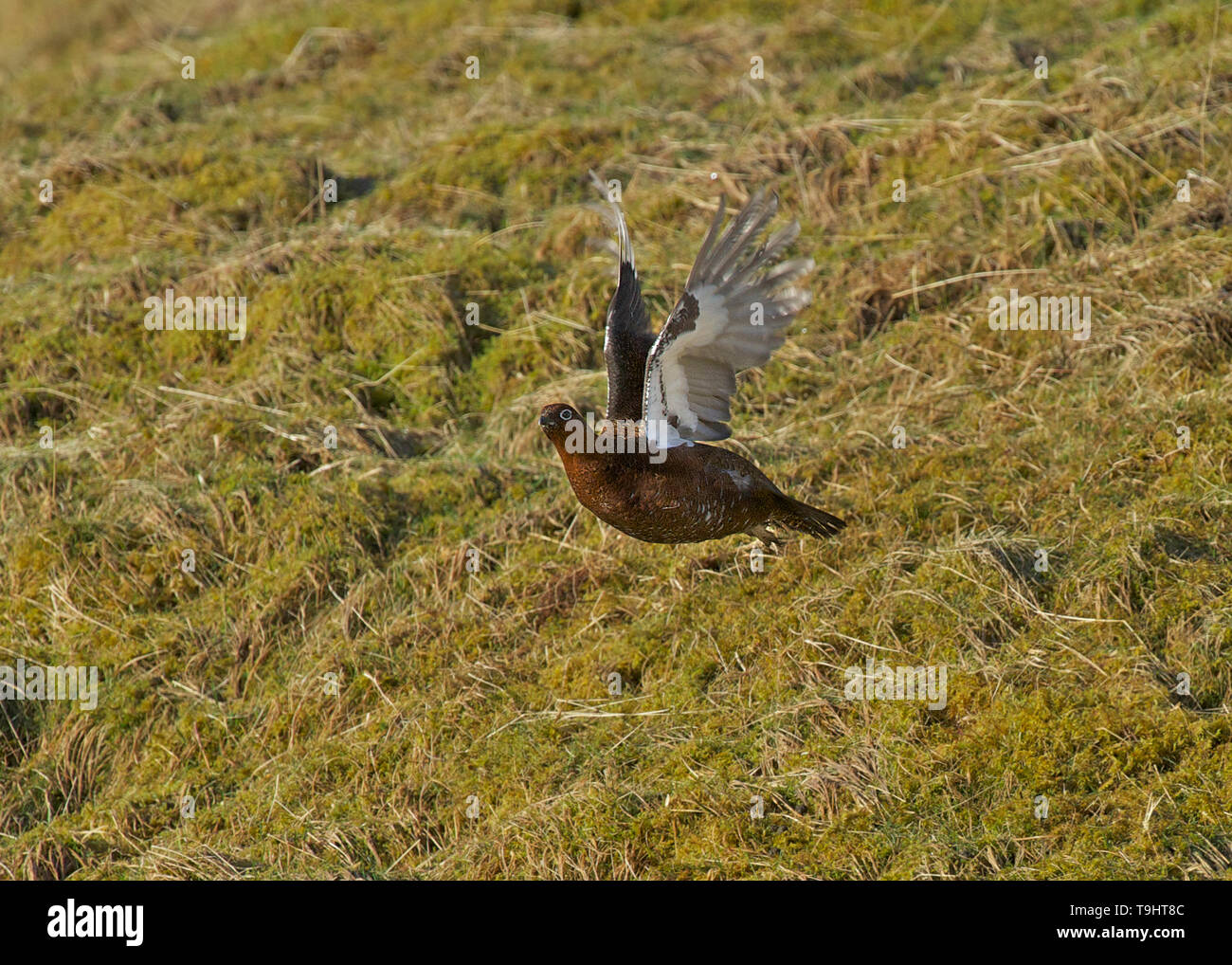 Flying red grouse hi-res stock photography and images - Alamy