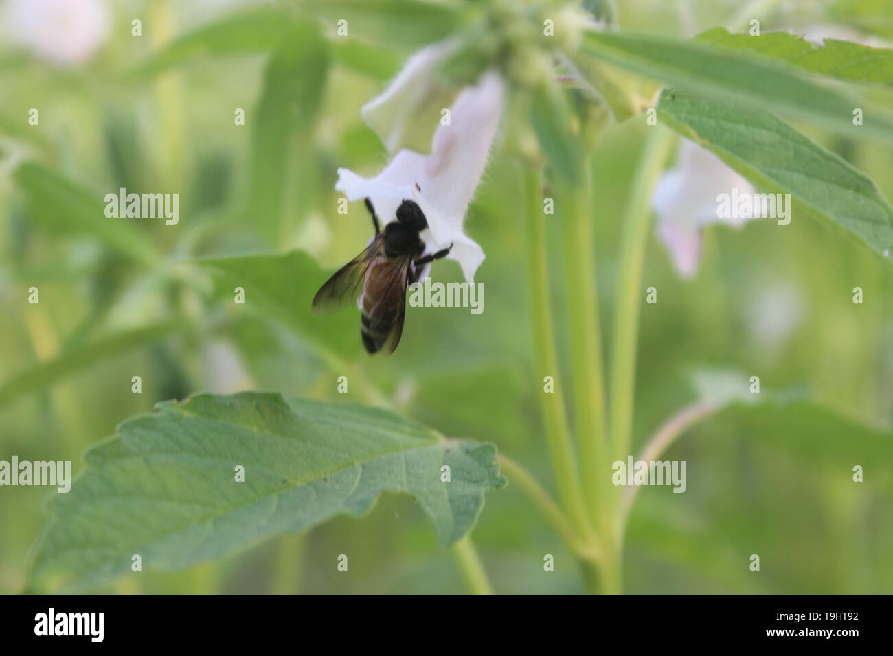 creeper awesome photo Stock Photo - Alamy
