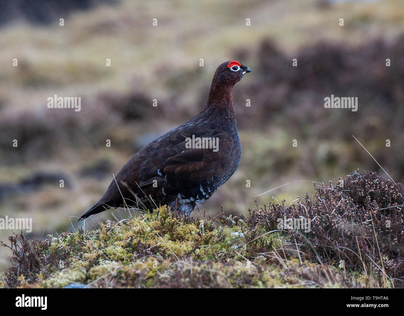 Grouse photograph hi-res stock photography and images - Alamy