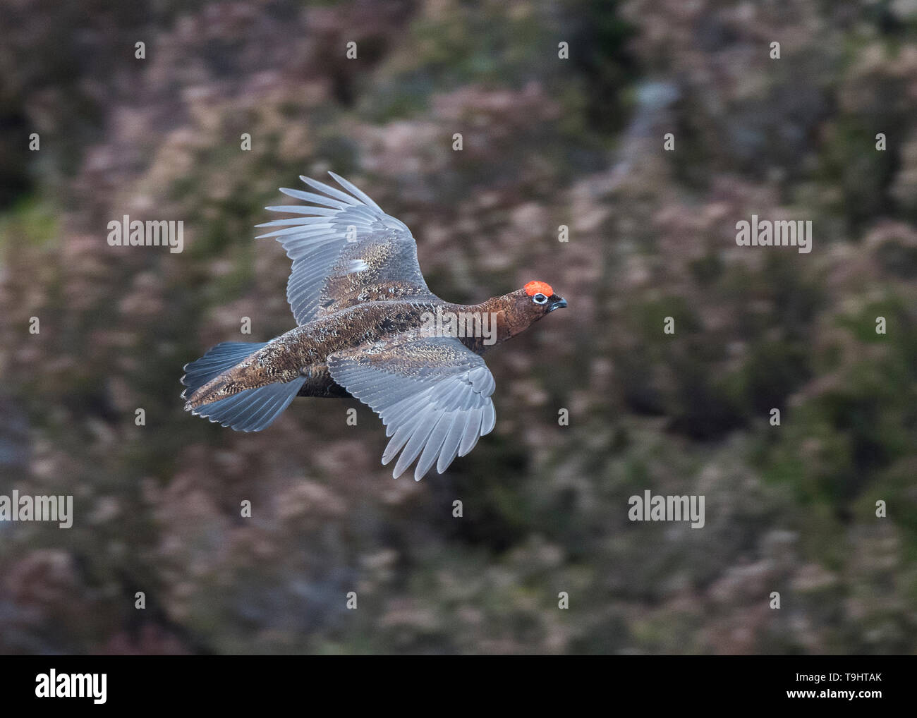 Flying red grouse hi-res stock photography and images - Alamy
