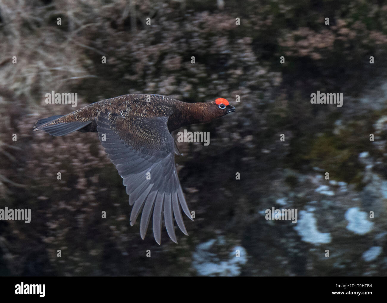 Flying red grouse hi-res stock photography and images - Alamy