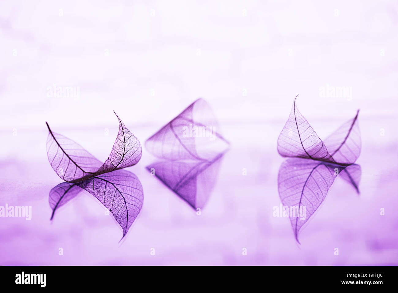 Transparent leaves hi-res stock photography and images - Alamy