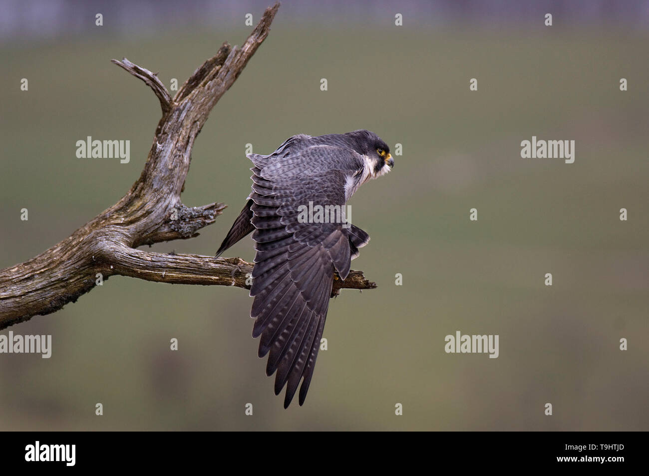 Female peregrine britain hi-res stock photography and images - Alamy