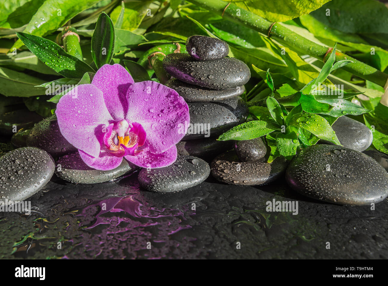 Spa concept with black basalt massage stones, pink orchid flower and ...