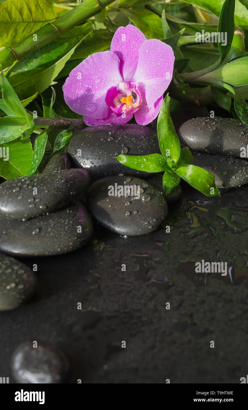 Spa concept with black basalt massage stones, pink orchid flower and ...