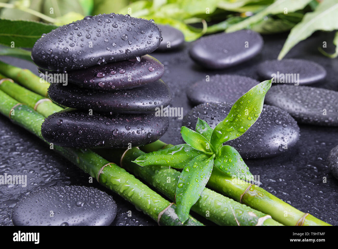 Spa concept with black basalt massage stones and lush green foliage ...