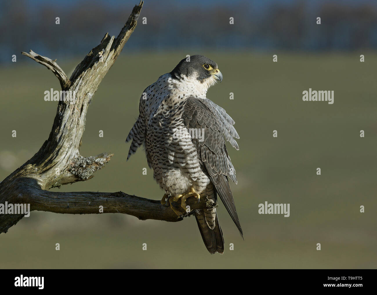 Peregrine falcon, Dumfries, Scotland Stock Photo - Alamy