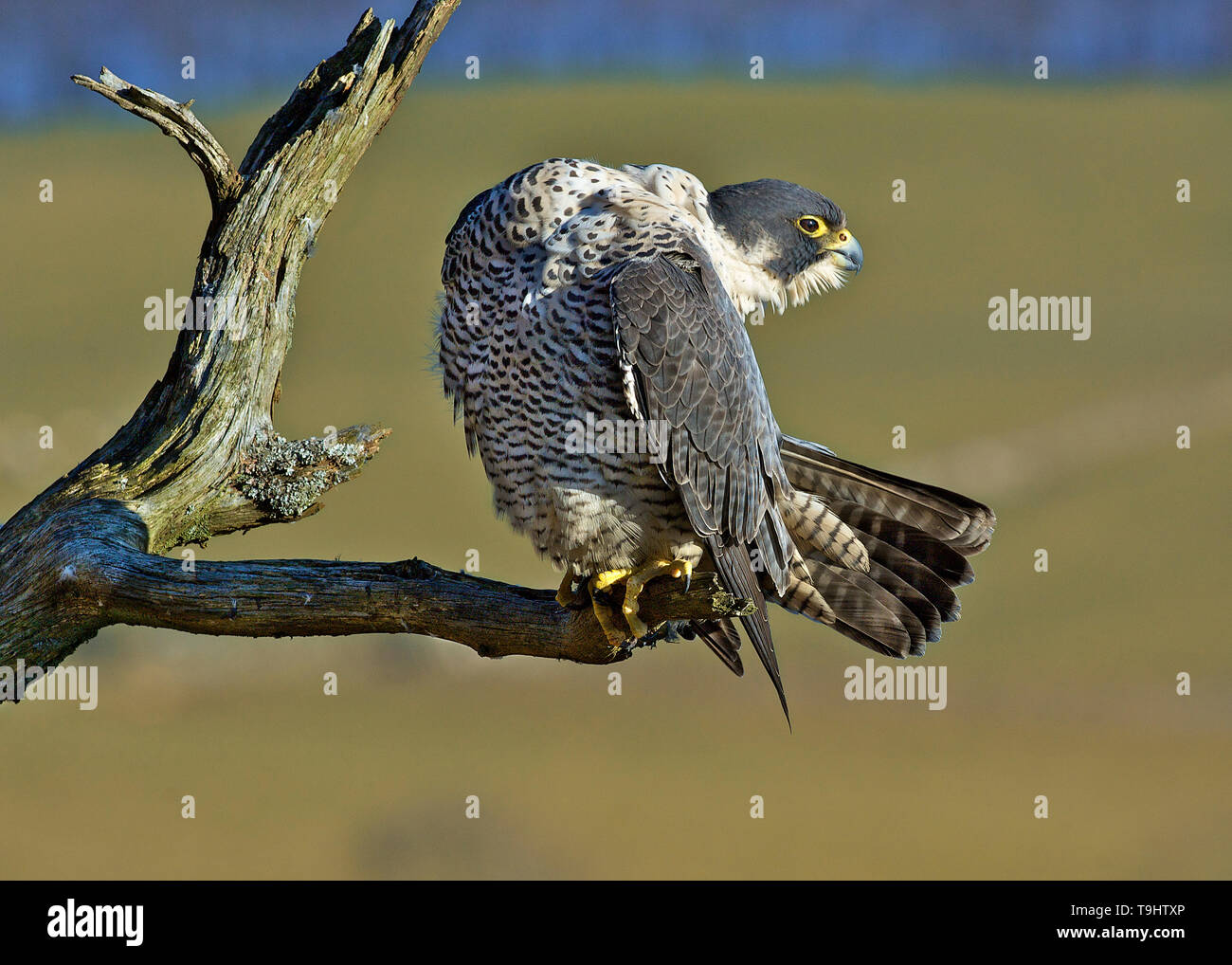 Female peregrine britain hi-res stock photography and images - Alamy