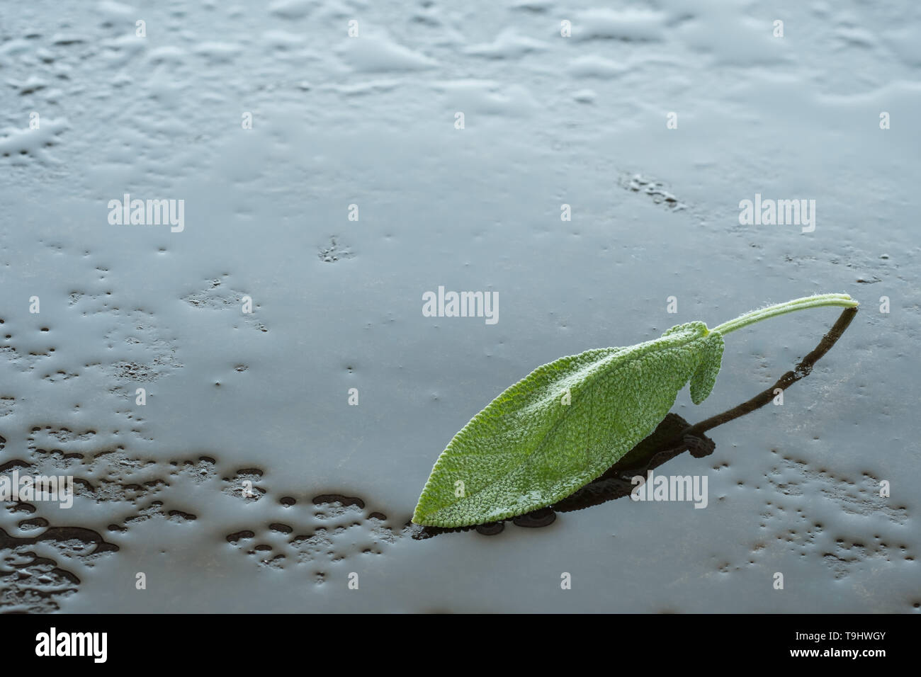 Sage (Salvia) leaf on water in back lit Stock Photo - Alamy