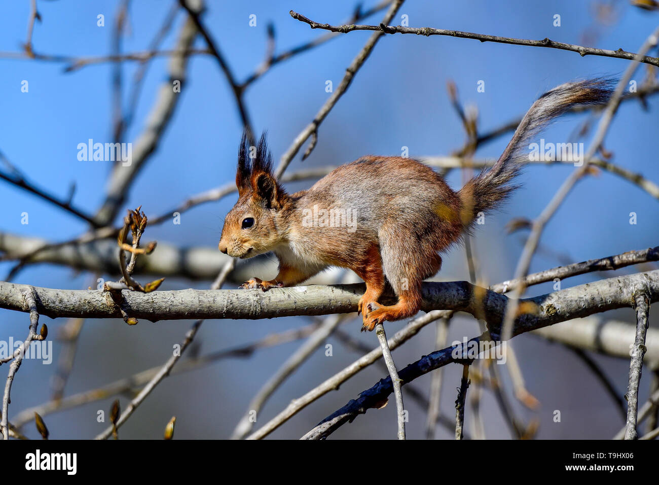 Squirrel ears hi-res stock photography and images - Alamy