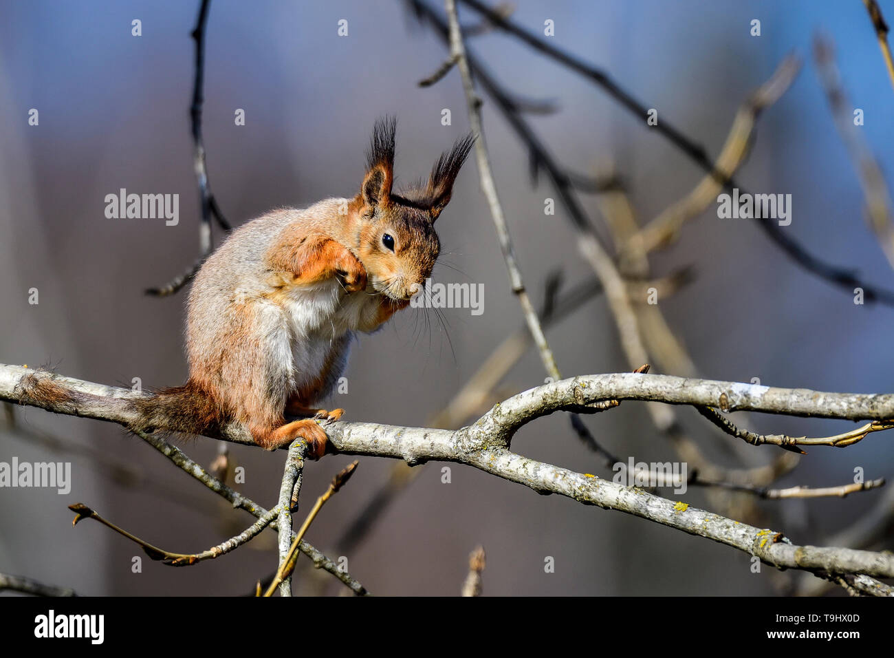 Squirrel ears hi-res stock photography and images - Alamy