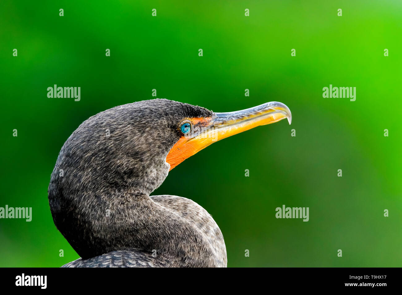 Double-crested Cormorant portrait Stock Photo - Alamy