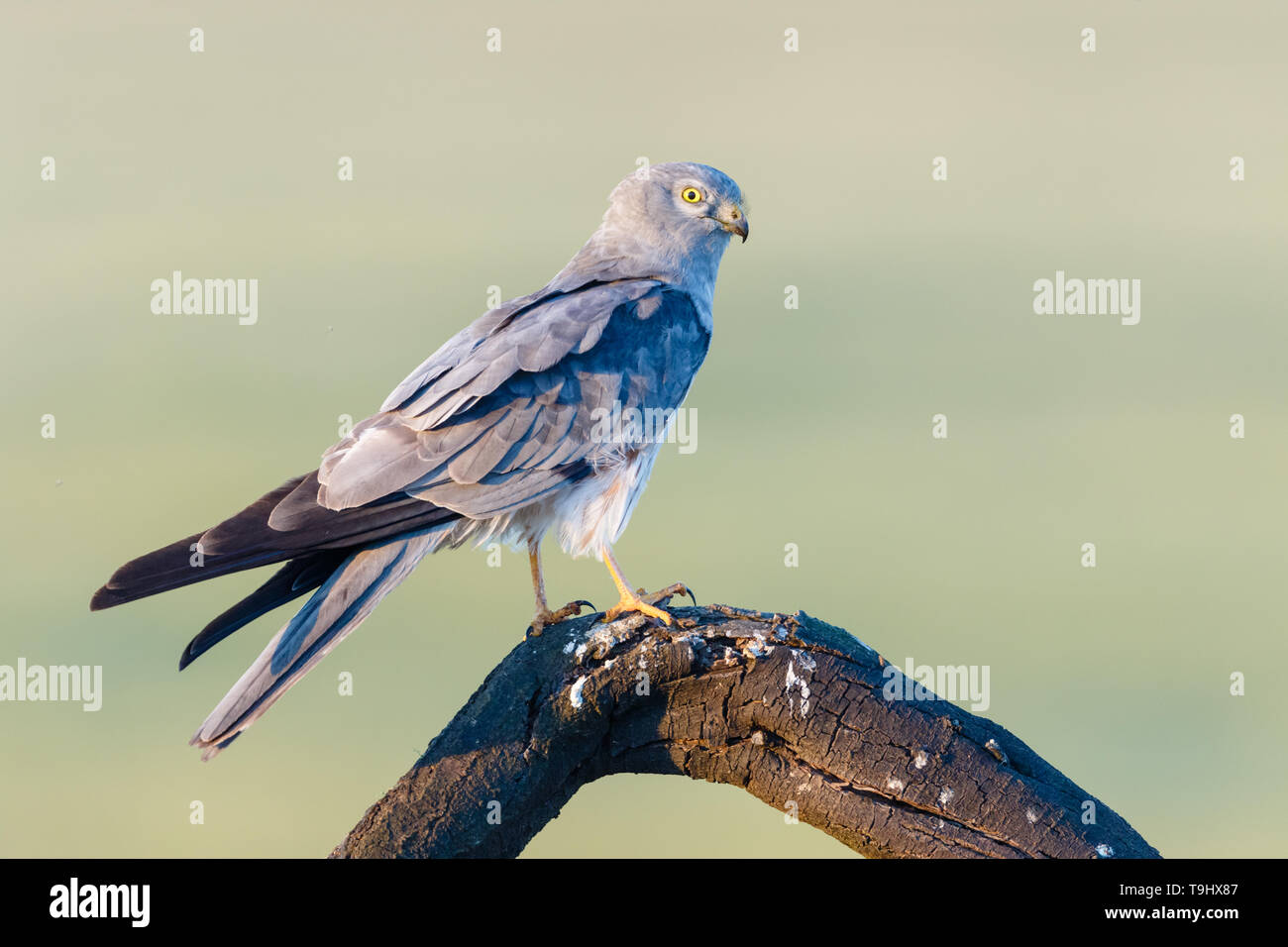 Montagu's Harrier (Circus pygargus), male, perched on branch, Lleida ...