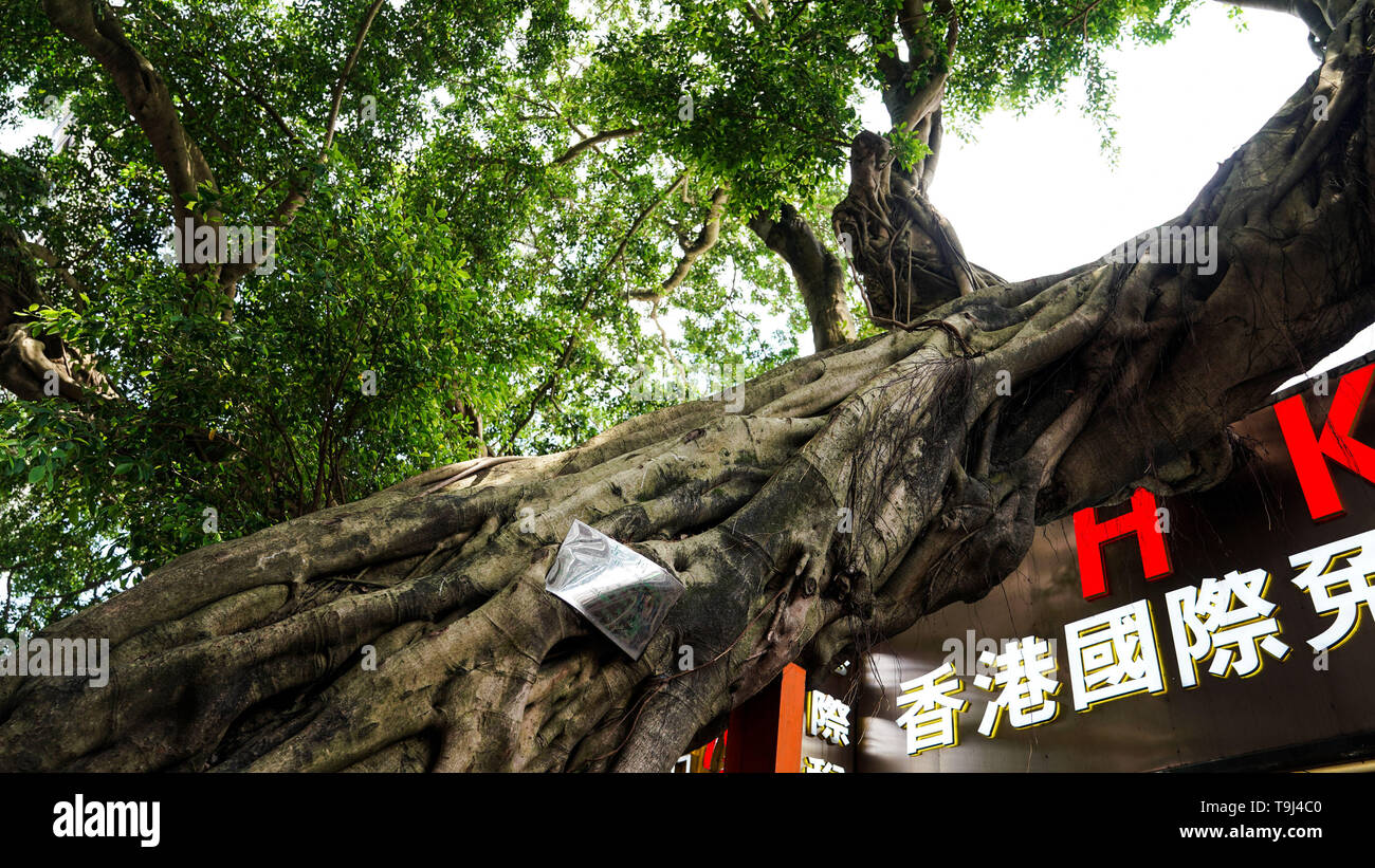 Banyan tree hong kong hi-res stock photography and images - Alamy