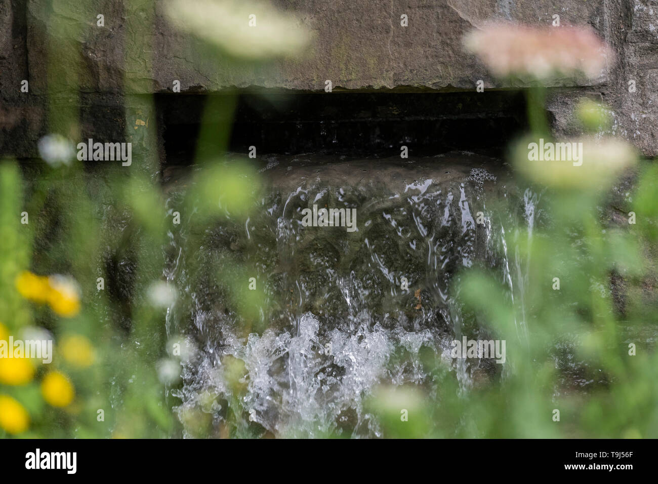 Mark Gregory At Rhs Chelsea Flower Show High Resolution Stock ...