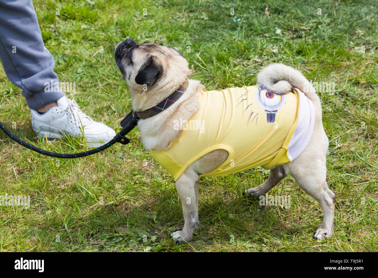 Minions fan hi-res stock photography and images - Alamy