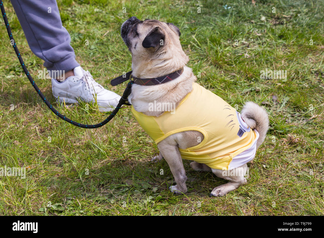 Minions fan hi-res stock photography and images - Alamy