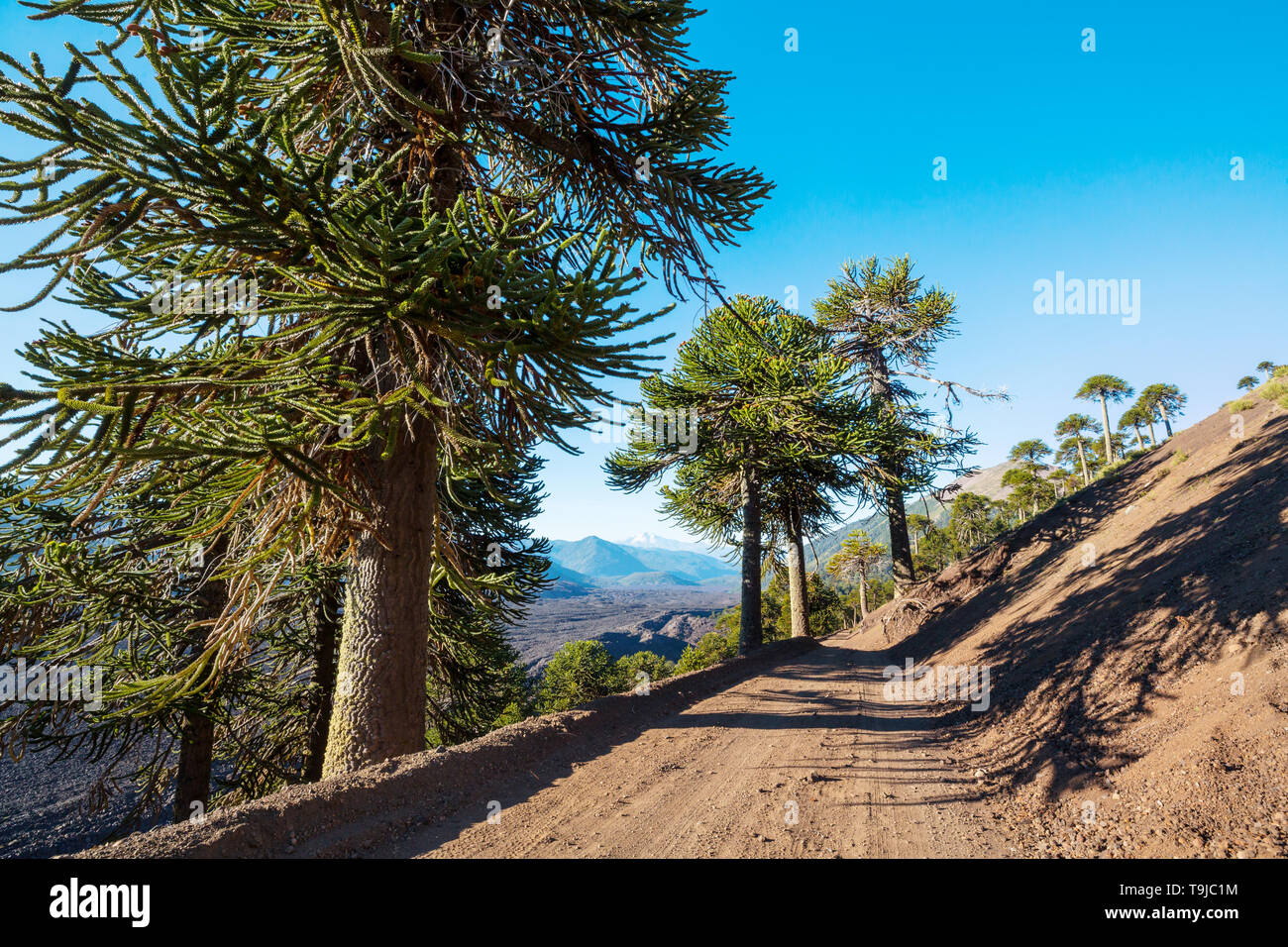 Unusual Araucaria (Araucaria araucana) trees in Andes mountains, Chile ...