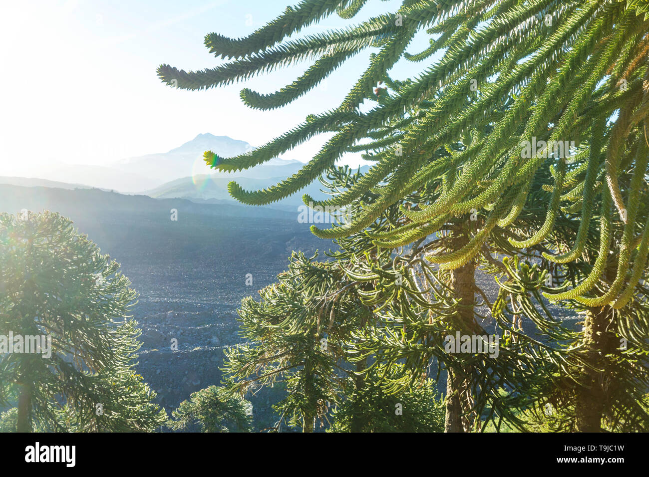 Unusual Araucaria (Araucaria araucana) trees in Andes mountains, Chile ...