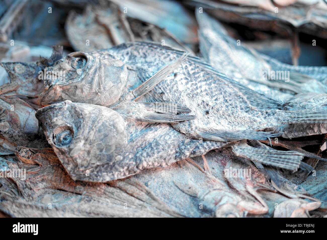 Pile of Dried salty fish for sale at Traditional fish market Stock ...