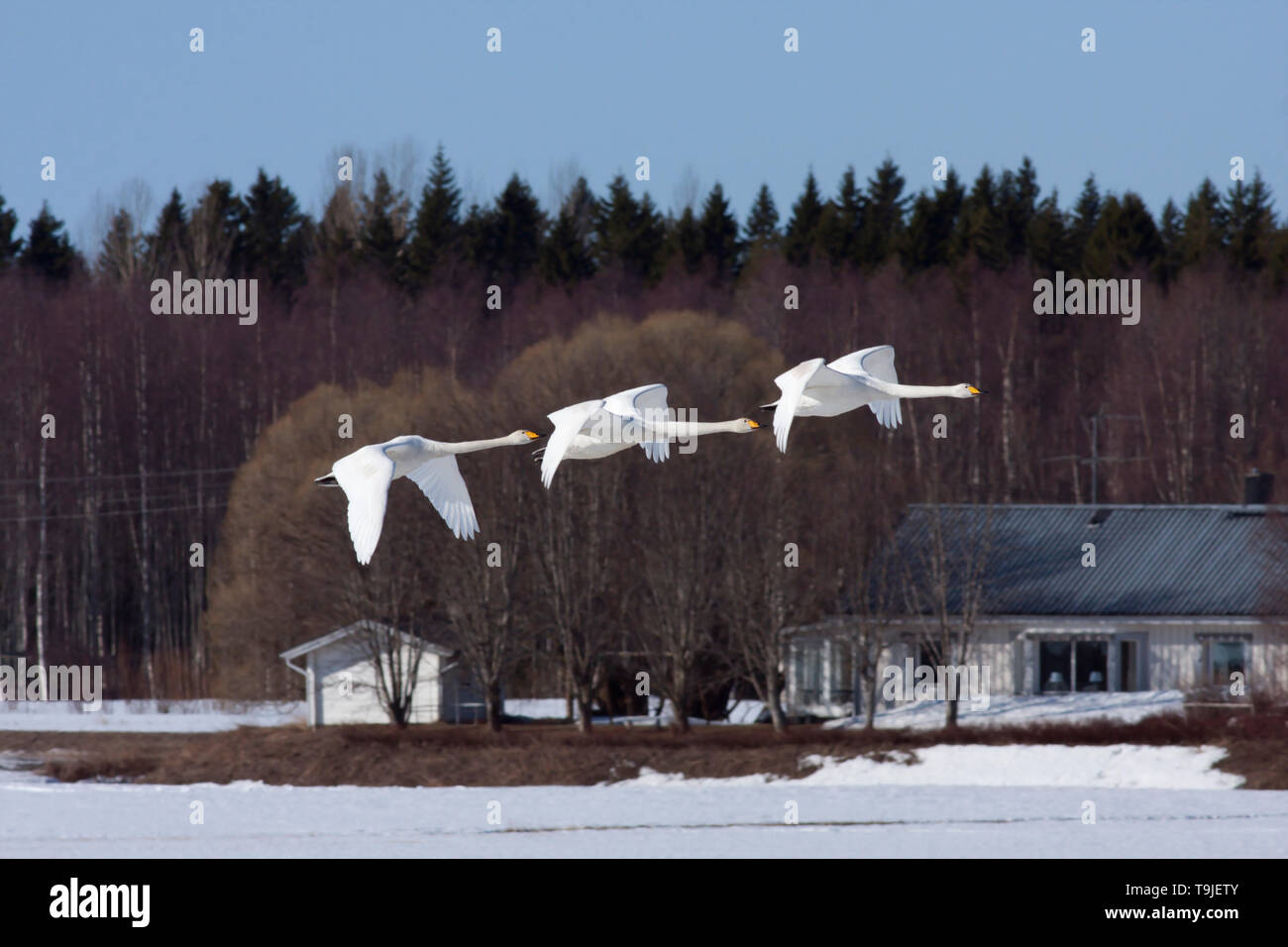 A flock of whooper swan during the migration in April. Forest and ...