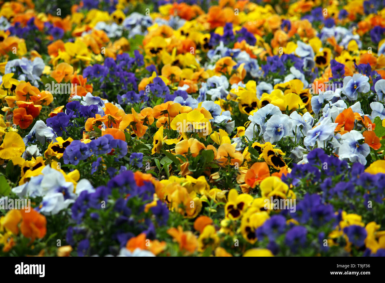 Blue pansy in nature hi-res stock photography and images - Alamy