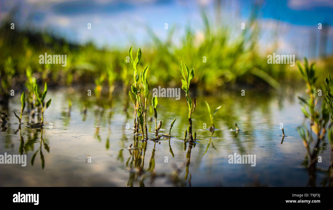 Marsh mud grass hi-res stock photography and images - Alamy