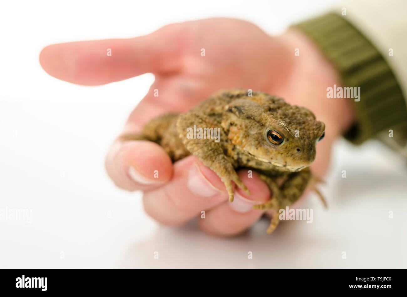Closeup of male hand holding a frog. Shallow dof Stock Photo - Alamy