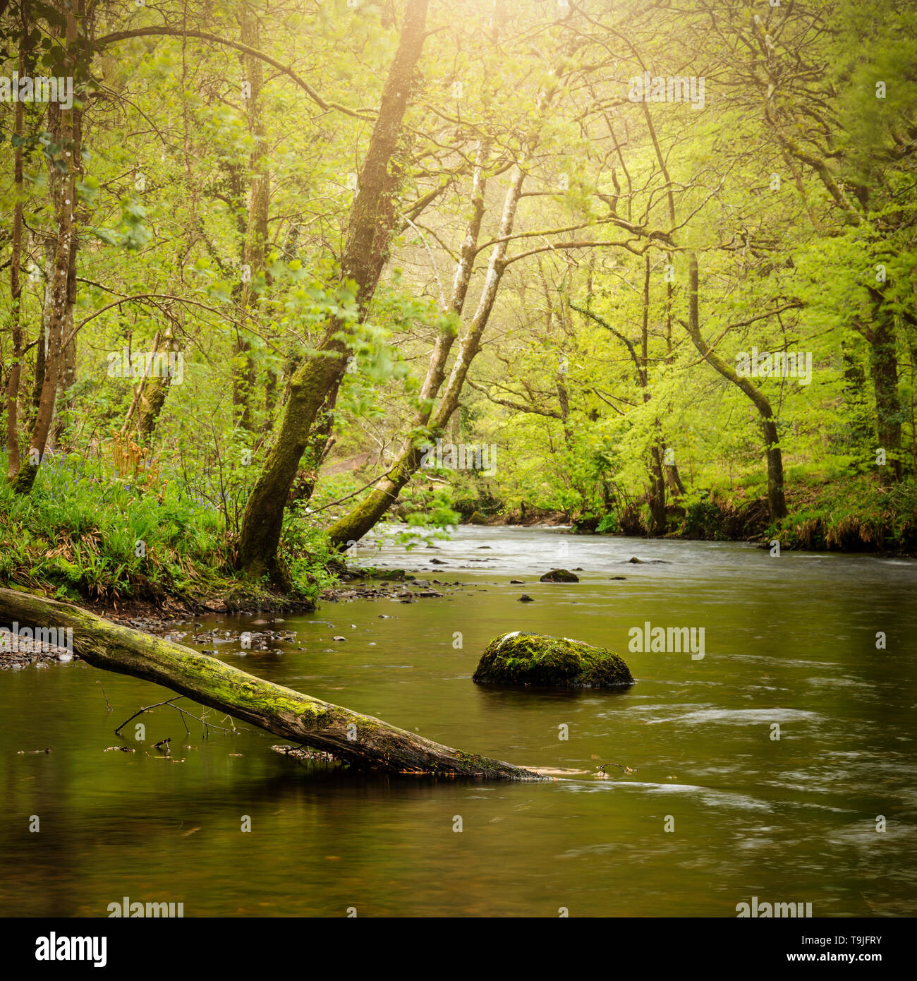 Beautiful Spring landscape image of River Teign flowing through lush ...