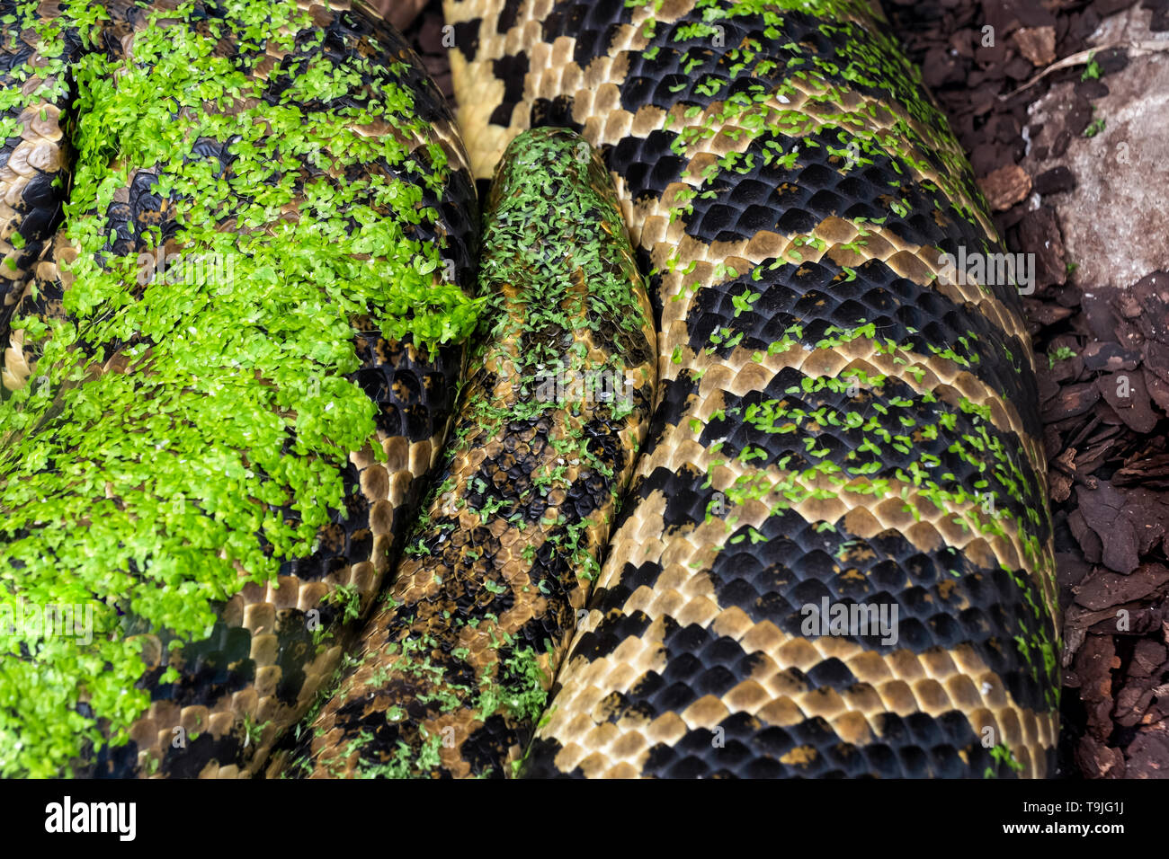 Yellow anaconda (Eunectes notaeus) predatory constrictor snake covered ...