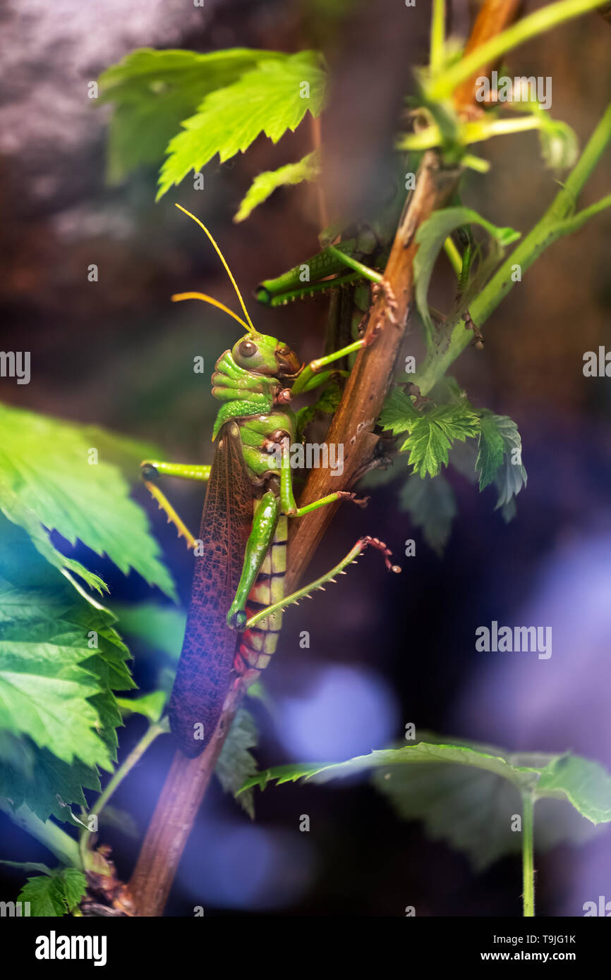 Giant Grasshopper Eating Carrot