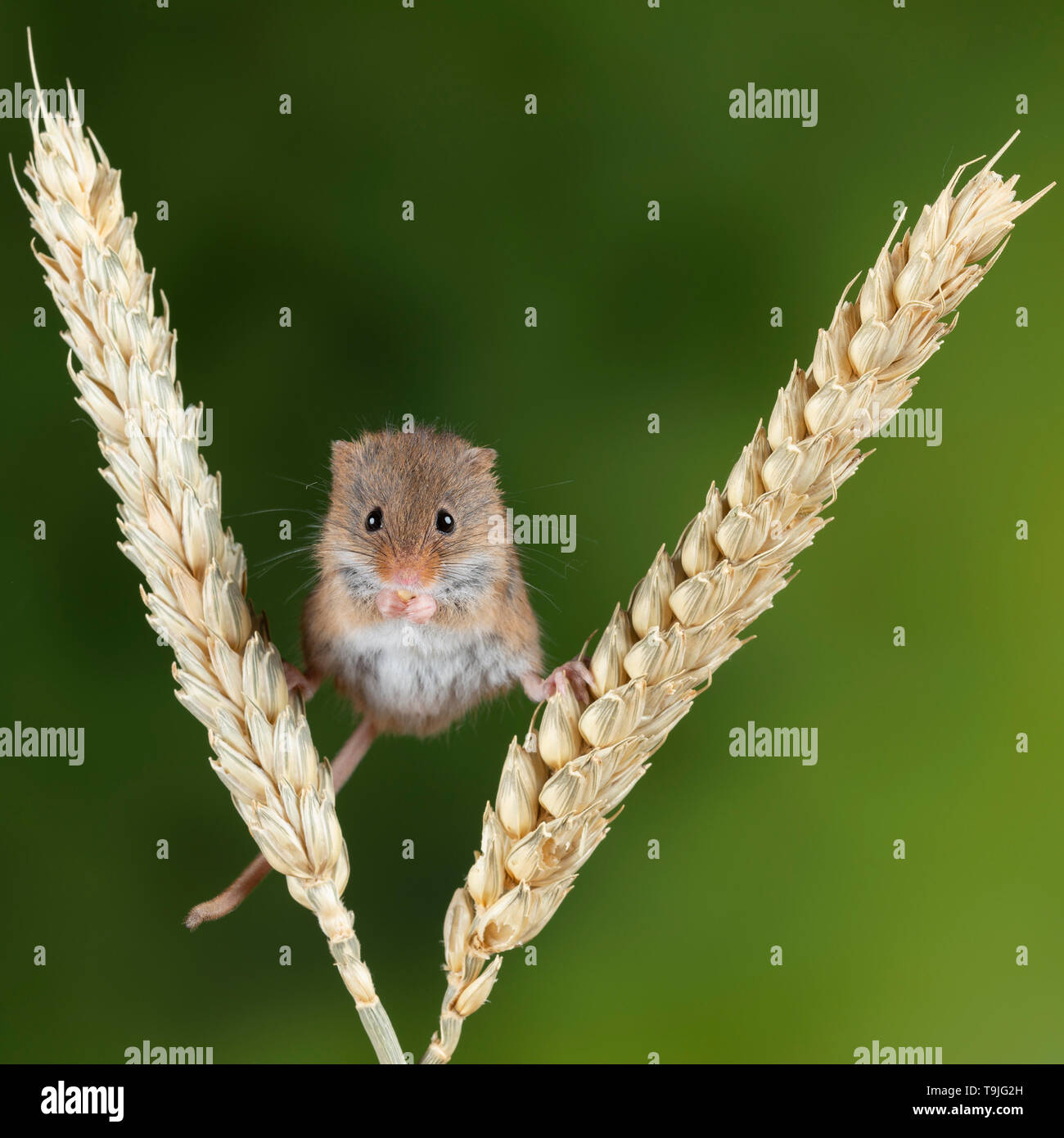 Cute harvest mice micromys minutus on wheat stalk with neutral green ...