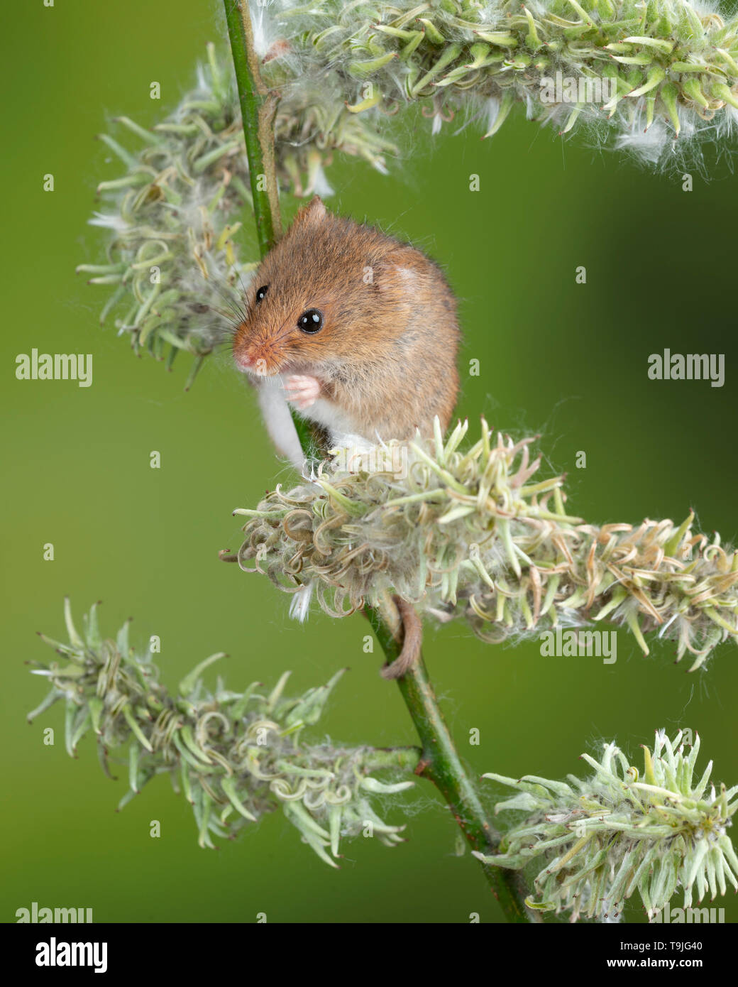 Cute harvest mice micromys minutus on white flower foliage with neutral ...