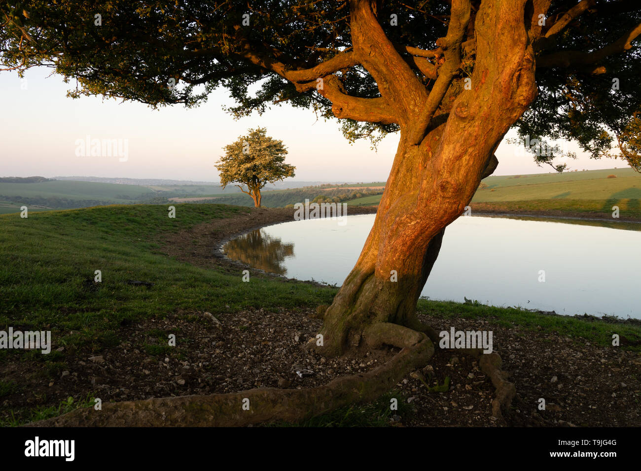 Tree near pond hi-res stock photography and images - Alamy
