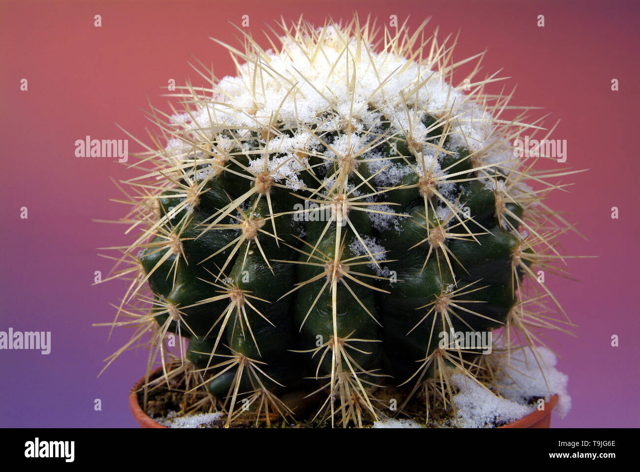 Rare scene of cacti with snow tops in europe Stock Photo - Alamy