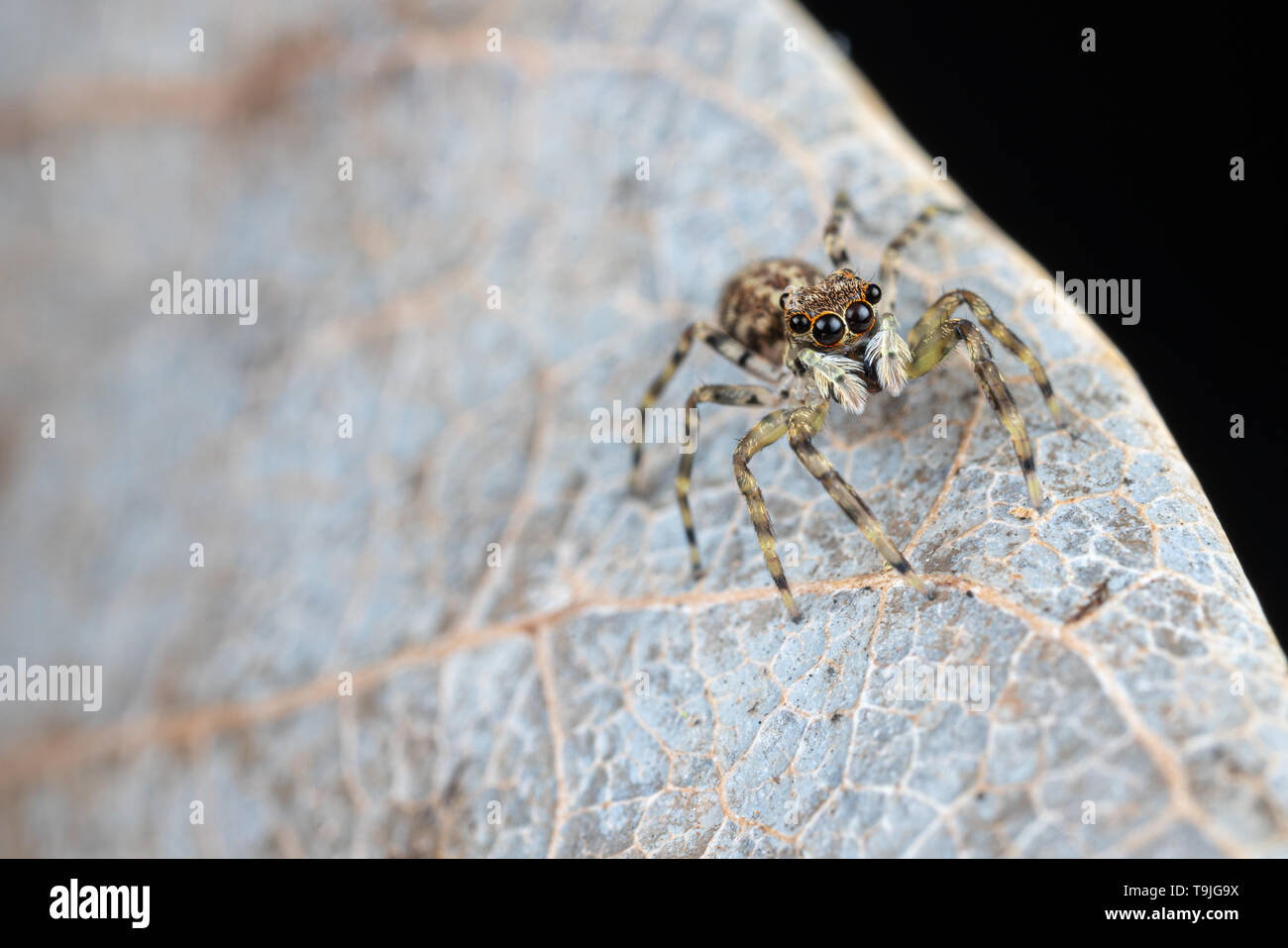 Large palps hi-res stock photography and images - Alamy