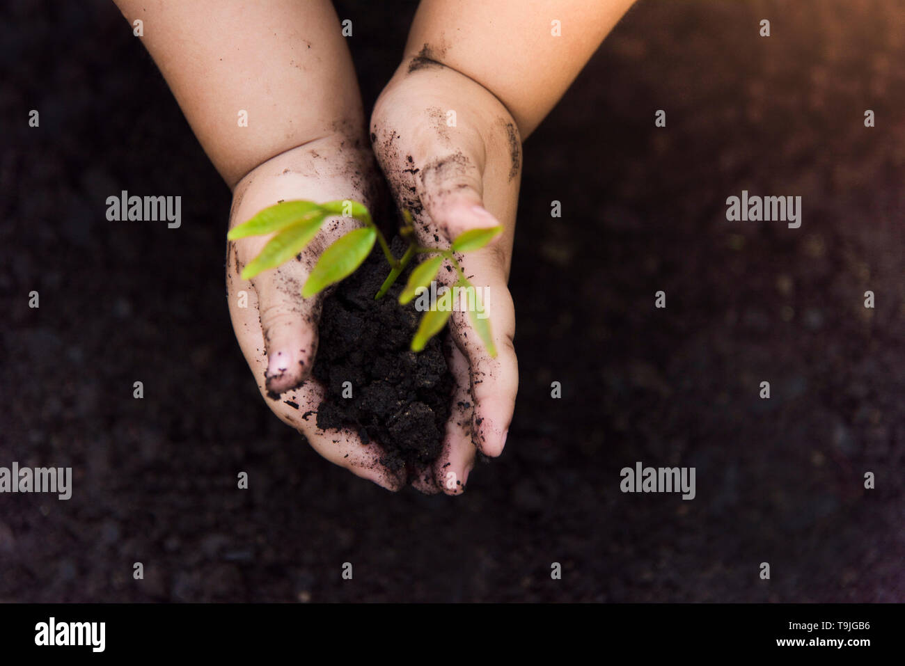 Trees with money, saving money and growing hands Stock Photo - Alamy