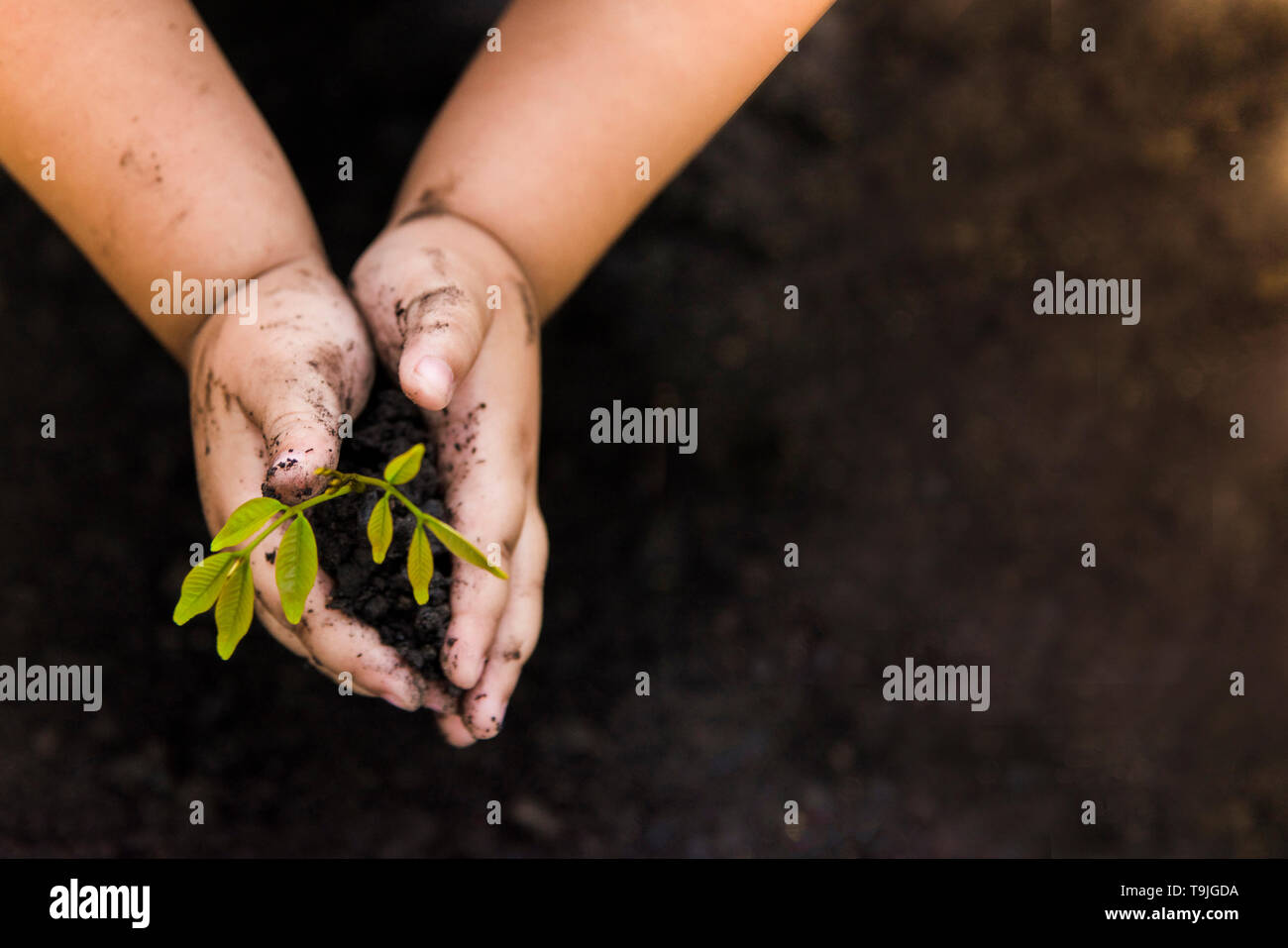 Trees with money, saving money and growing hands Stock Photo - Alamy