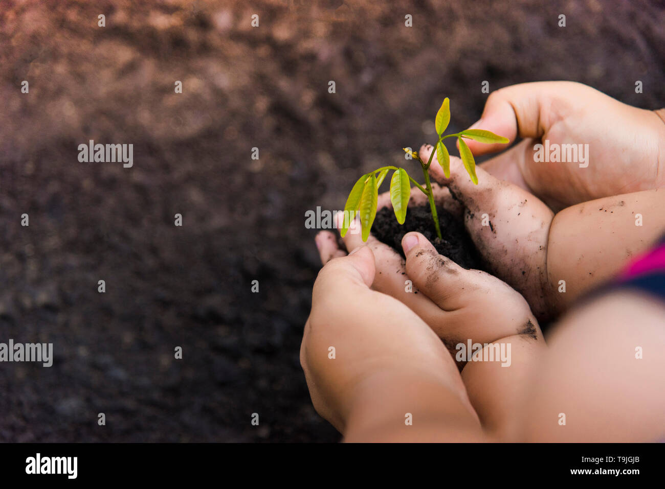 Trees with money, saving money and growing hands Stock Photo - Alamy