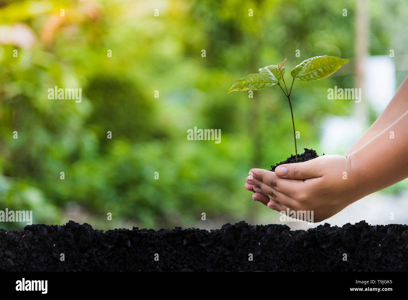 Trees with money, saving money and growing hands Stock Photo - Alamy